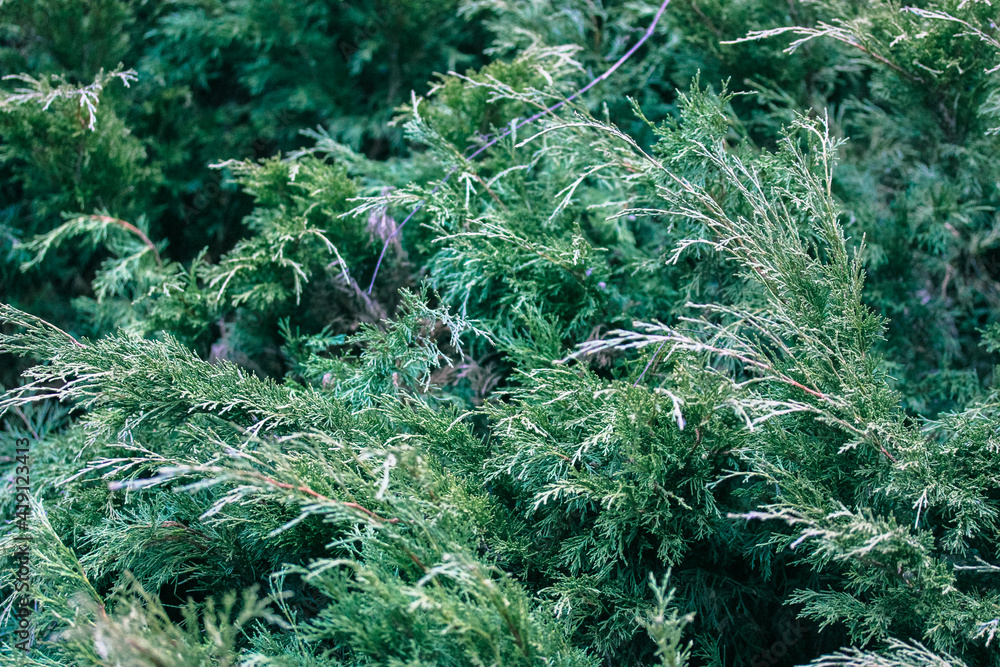 Creeping juniper in the garden. Texture of green branches and leaves of ...