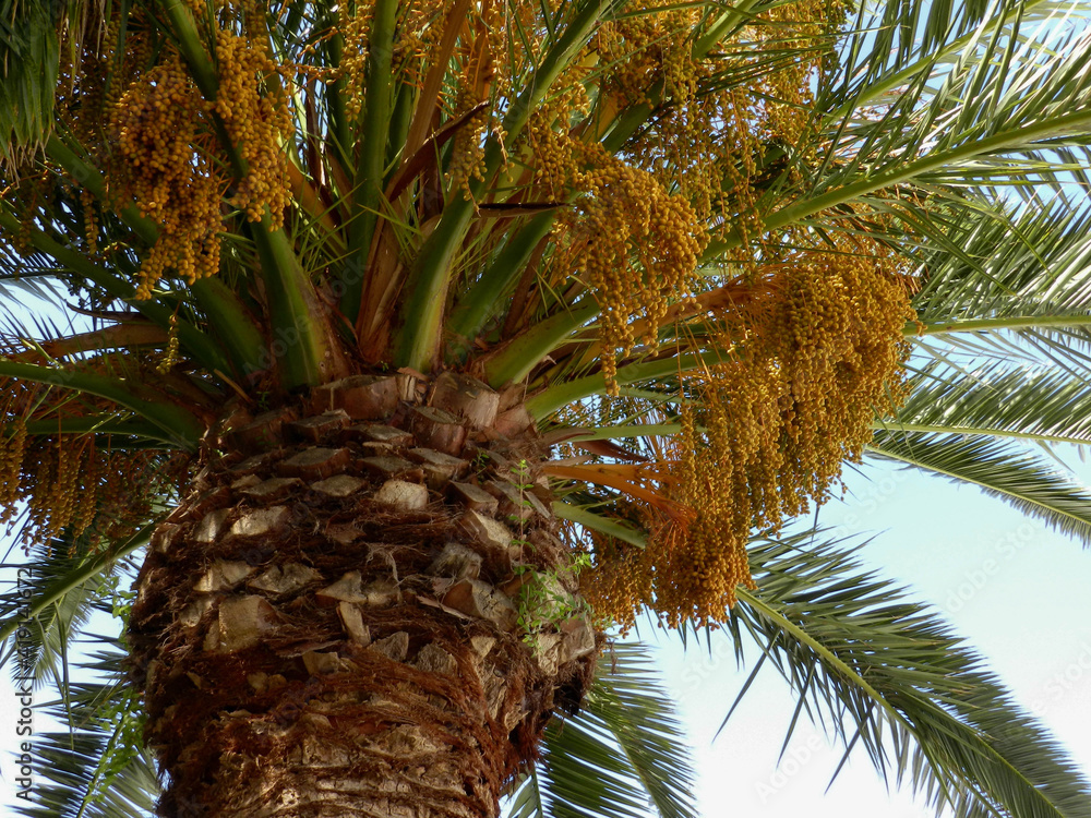 Palm tree (Phoenix Canariensis) and its dates - Palmera canaria con sus ...