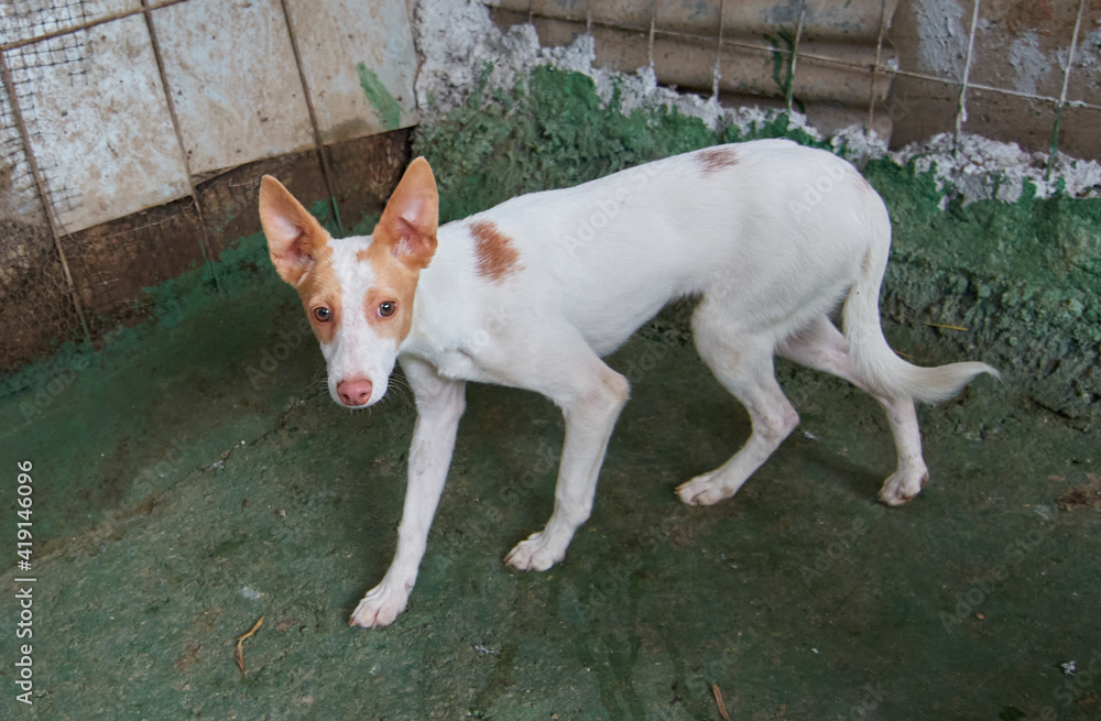 Podenco ibicenco dog outdoors Stock Photo | Adobe Stock
