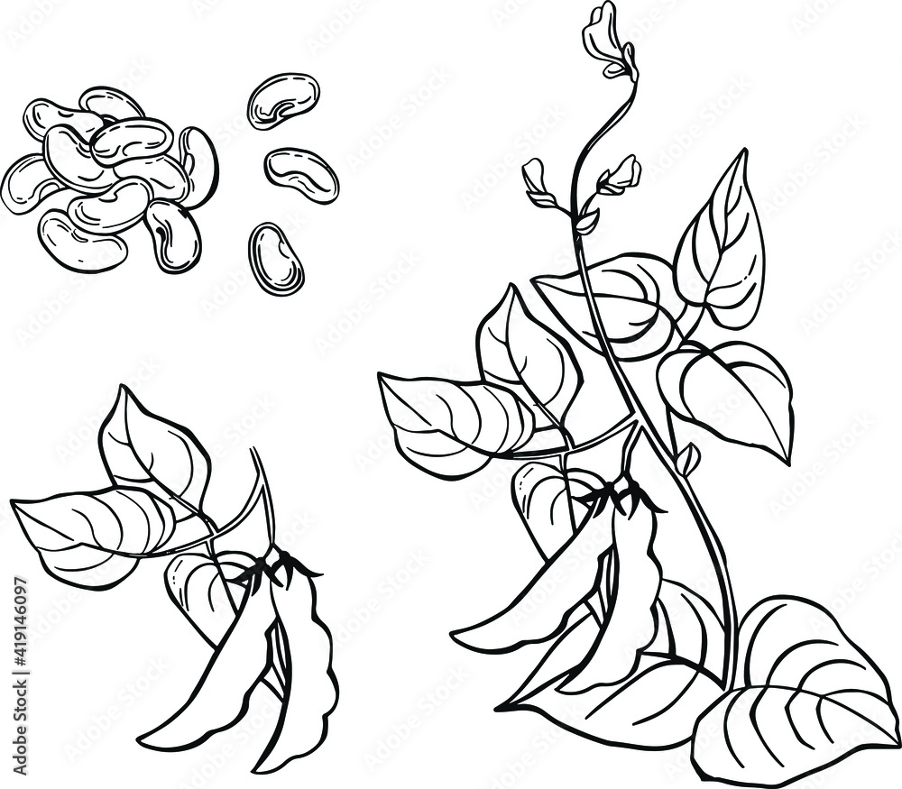 Vegetable, Illustration of Hand Drawn Sketch Commoni Bean Plants with ...