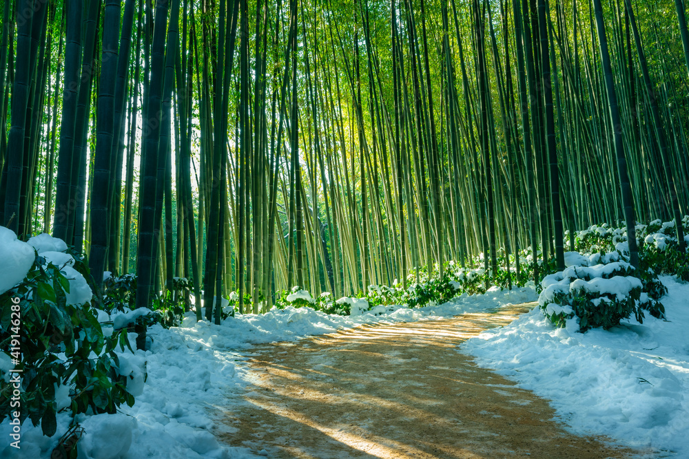 A mysterious bamboo forest path lit by sunlight, a beautiful winter ...
