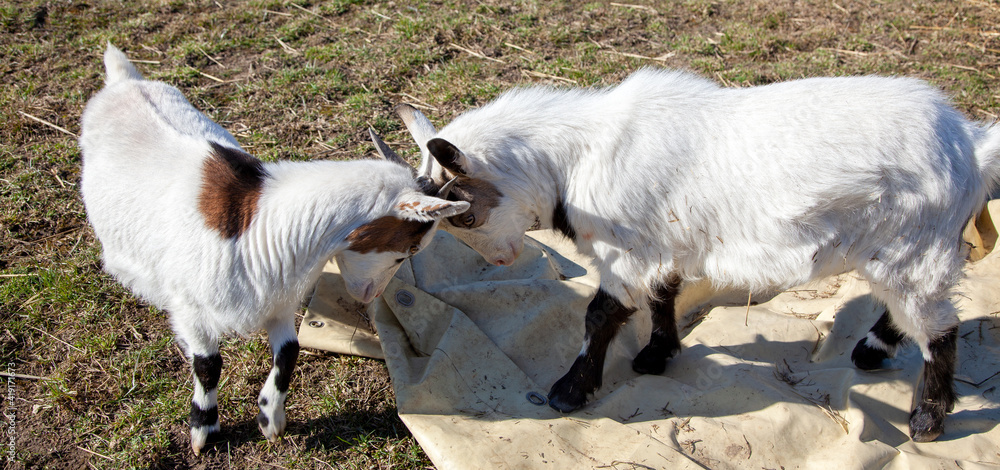 Two Cute little mini baby goats Play-Fighting. Goat kids are play ...