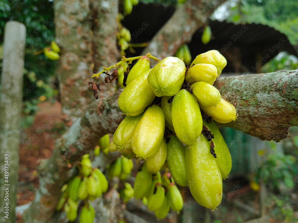 Averrhoa bilimbi commonly known belimbing buluh used by people at ...