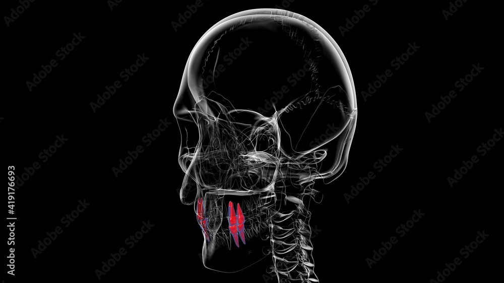 Human Teeth Premolars Anatomy 3D Illustration Stock Illustration ...