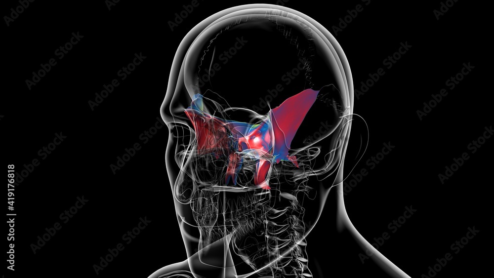 Human Skeleton Skull Sphenoid Bone Anatomy For Medical Concept Stock ...