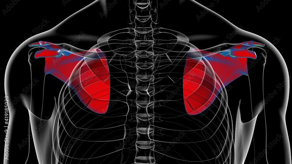 Human skeleton anatomy Scapula Bone 3D Rendering Stock Illustration ...