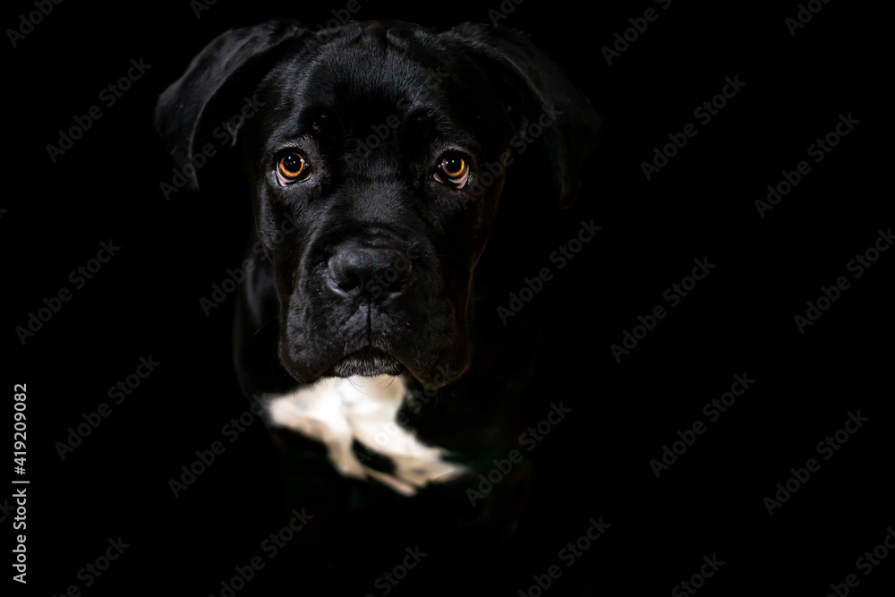 Black Italian Mastiff