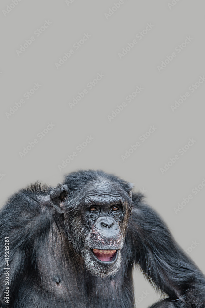 Cover page with a portrait of a happy adult Chimpanzee, smiling and ...