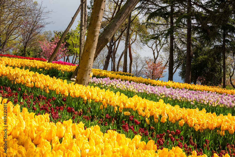 Amazing flowering garden, famous turkish park Emirgan Korusu in ...