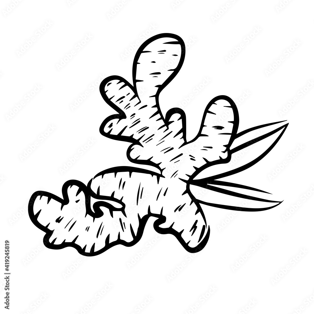 Ginger icon in vector hand drawn style isolated in white background ...