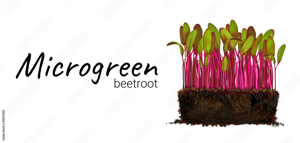Cultivation of microgreen beet, young sprout, beet seeds in the ground ...