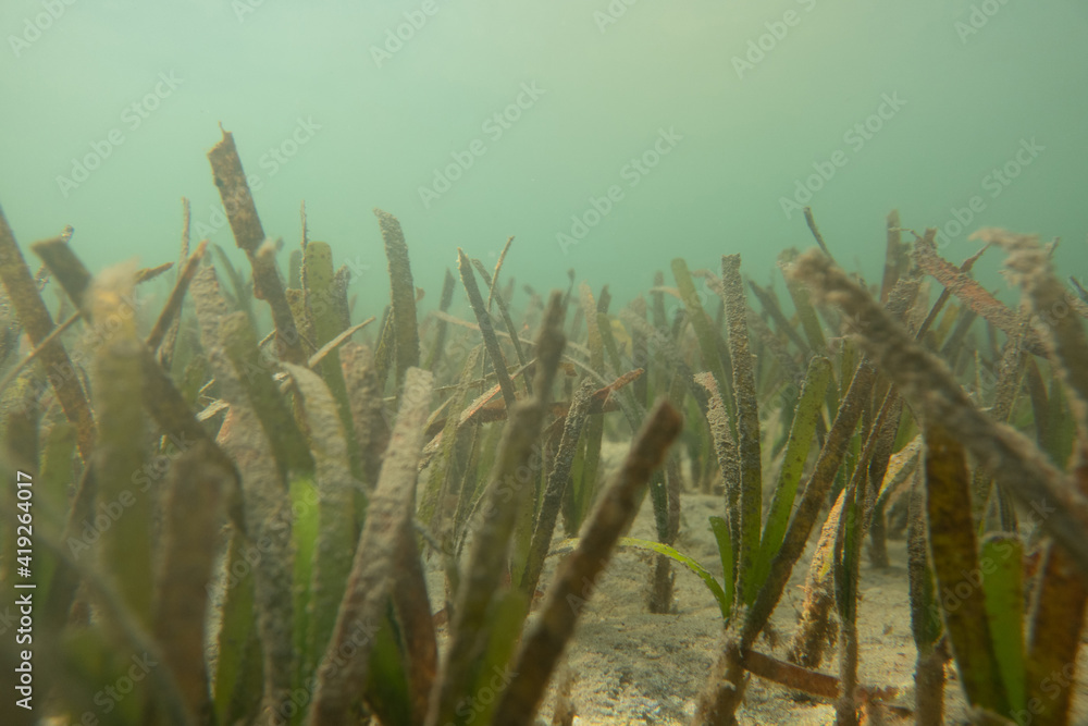 Seagrasses are the only flowering plants which grow in marine ...