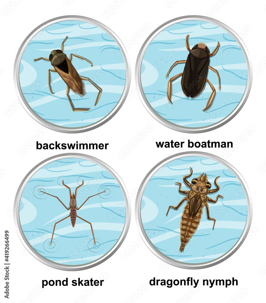 Set of different types of aquatic insects Stock Vector | Adobe Stock