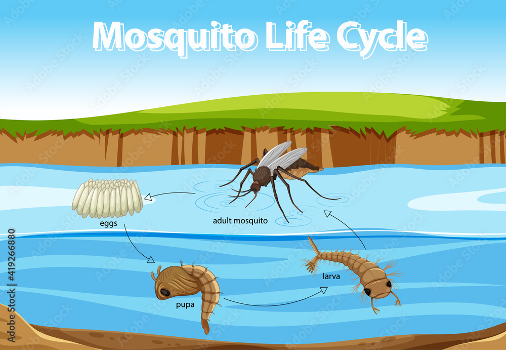 Diagram showing mosquito life cycle Stock Vector | Adobe Stock