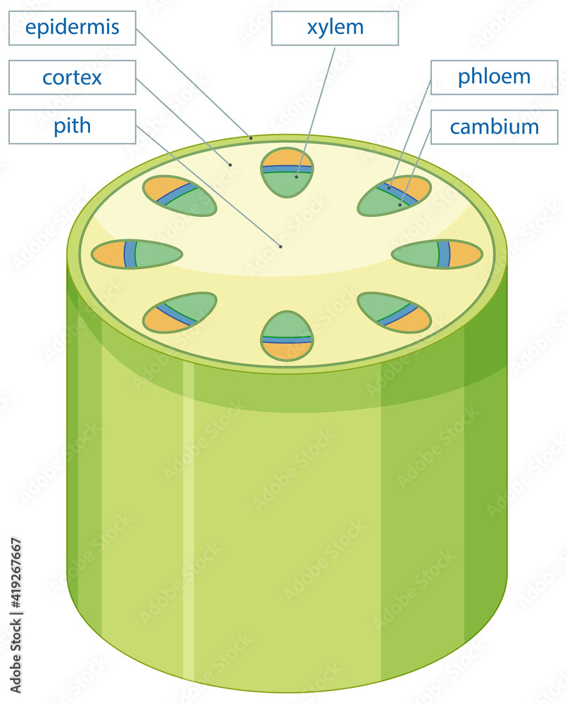 Diagram showing vascular tissue system in plants Stock Vector | Adobe Stock