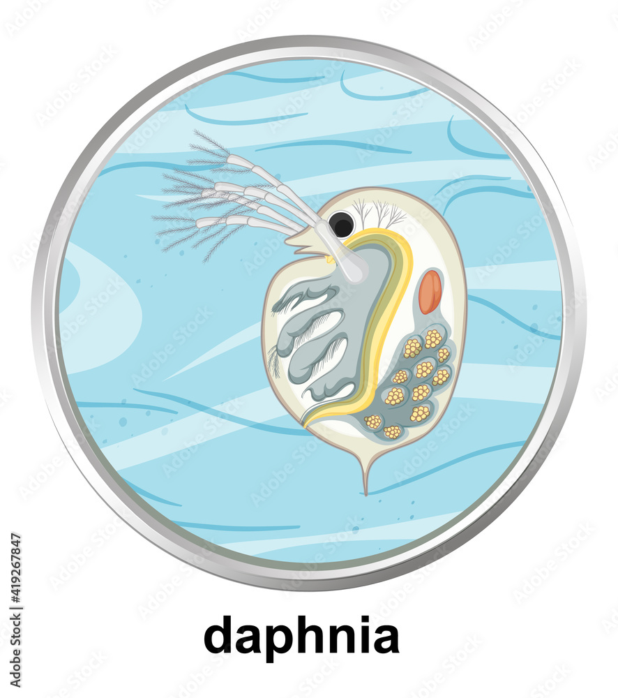 Anatomy structure of Daphnia on white background Stock Vector | Adobe Stock
