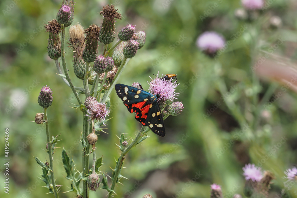 The scarlet tiger moth (Callimorpha dominula, formerly Panaxia dominula ...