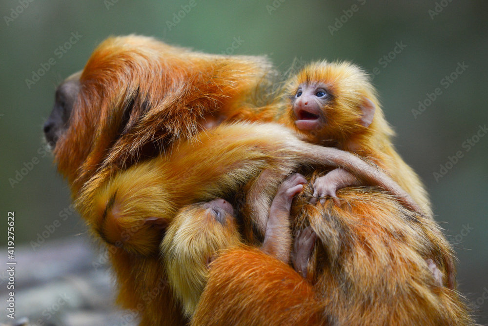 Newborn Baby Golden Lion Tamarin