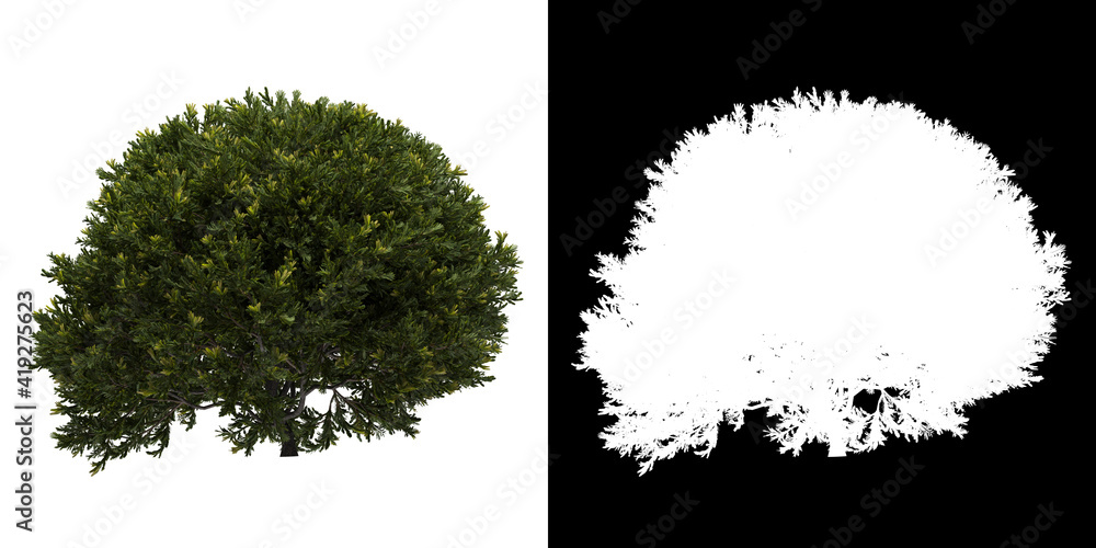 Front view of tree (Juniperus Occidentalis Rheingold) png with alpha ...