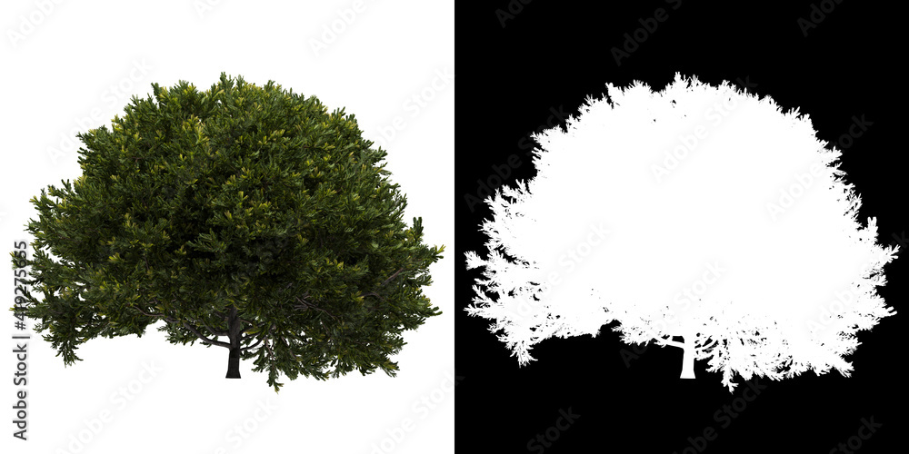 Left view of tree (Juniperus Occidentalis Rheingold) png with alpha ...
