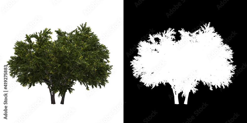 Left view of tree (Juniperus Occidentalis Rheingold) png with alpha ...