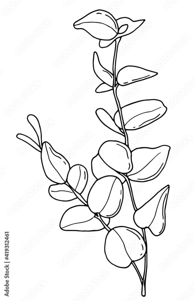 Eucalyptus sketch. Line art. White background, isolate. Vector ...