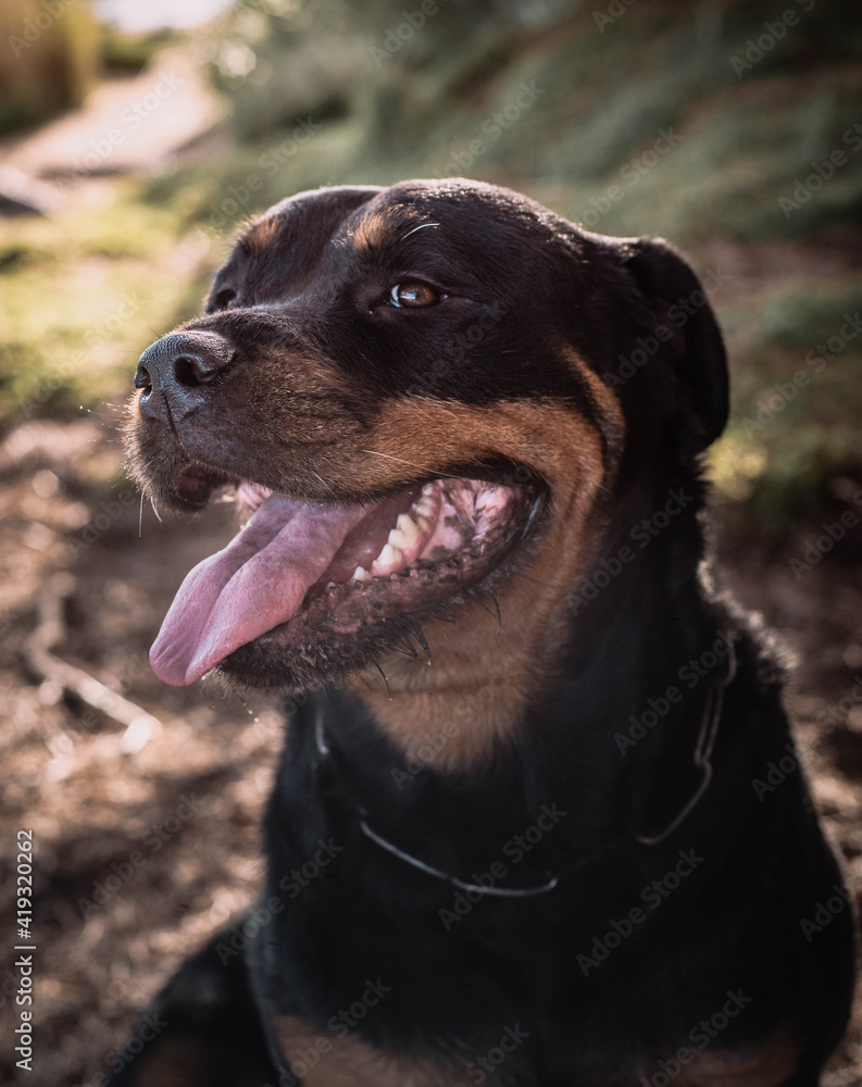 Hermoso ejemplar hembra de rottweiler aleman en un día de caza Stock ...