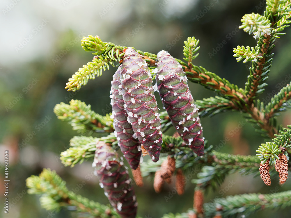 Nadelbaum Mit Kleinen Zapfen
