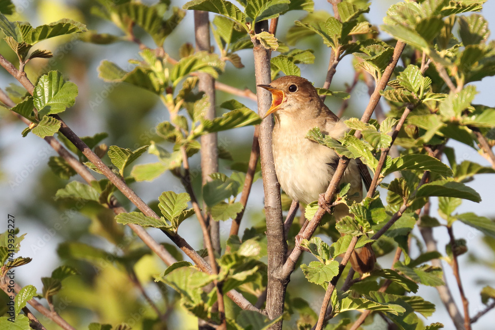 Nightingale Singing At Night