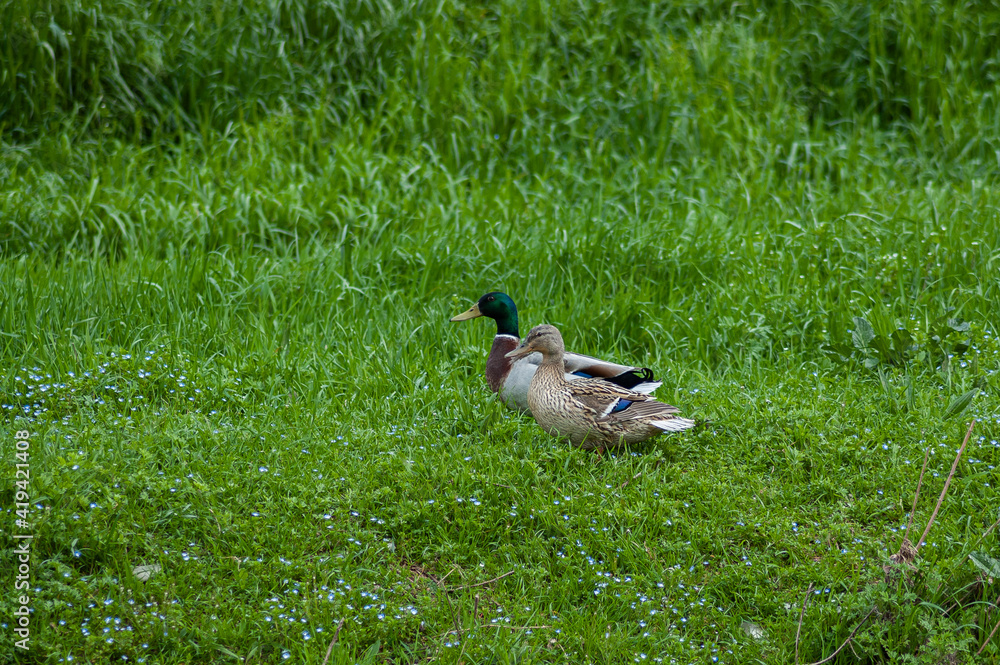 Beautiful photos of Mallard in his natural environment Stock Photo ...