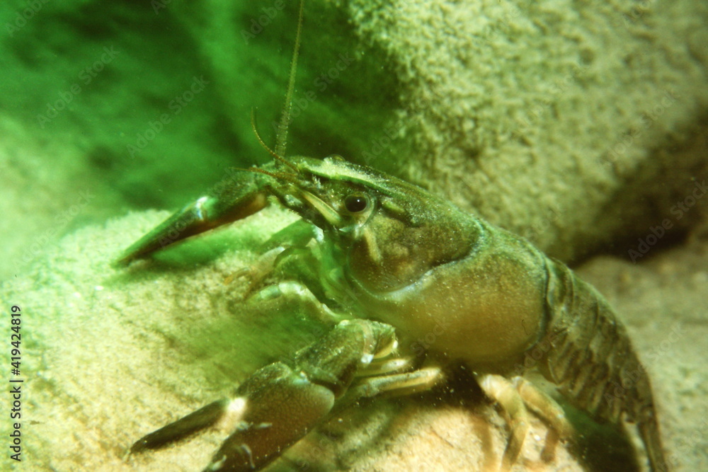 Lake Crawfish in June Lake, Mammoth Lakes, California, Near a Burrow ...