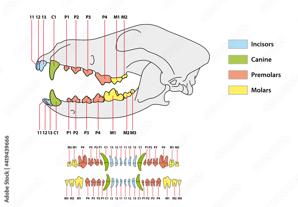 Construction of a dog tooth dental formula Stock Vector | Adobe Stock