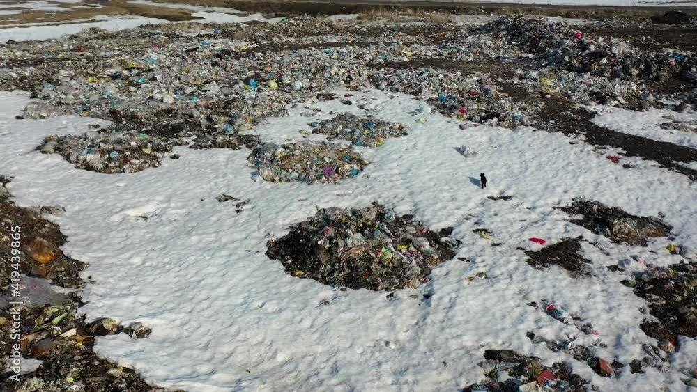 Animals in trash, garbage, recycle in nature. The camera of the drone ...