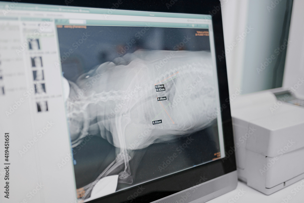 X ray illustration of mammal animal skeleton on desktop computer screen ...