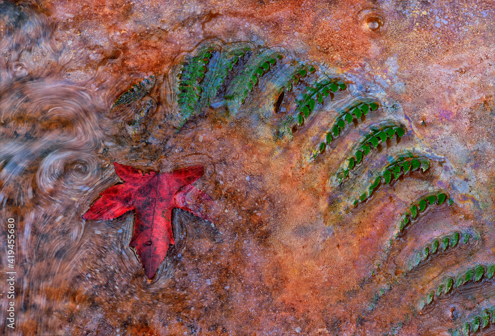 Fotka „A fern leaf and maple leaf ended up sunk in the biofilm, the ...