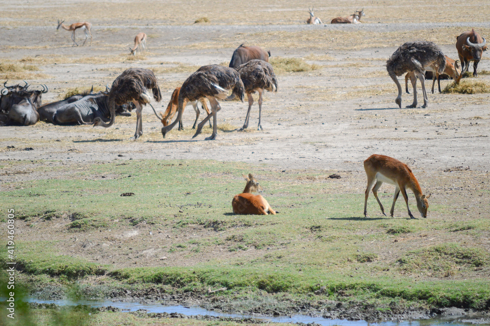 Different Animals Working Together