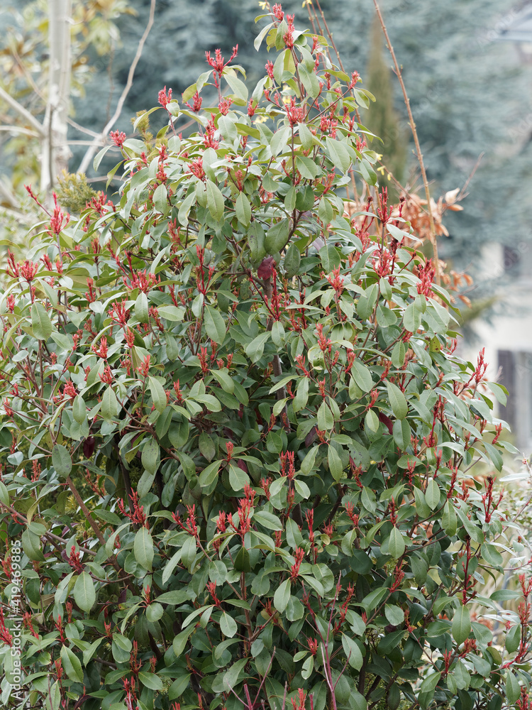 (Photinia x fraseri) Fraser's Photinia 'Red Robin', an ornamental shrub ...