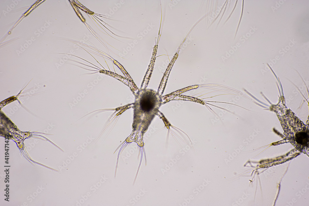 Nauplius Stage Of Vannamei Shrimp In Light Microscope Shrimp Larvae