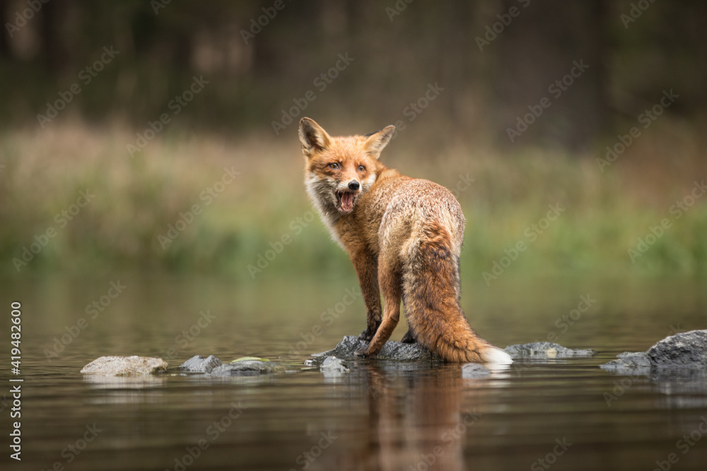 Fotka „An angry red fox standing on a stone surrounded by water. Looks ...