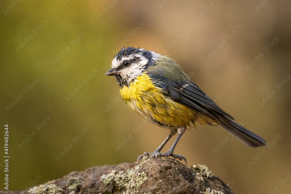 The great tit (Parus major) is a passerine bird in the tit family ...