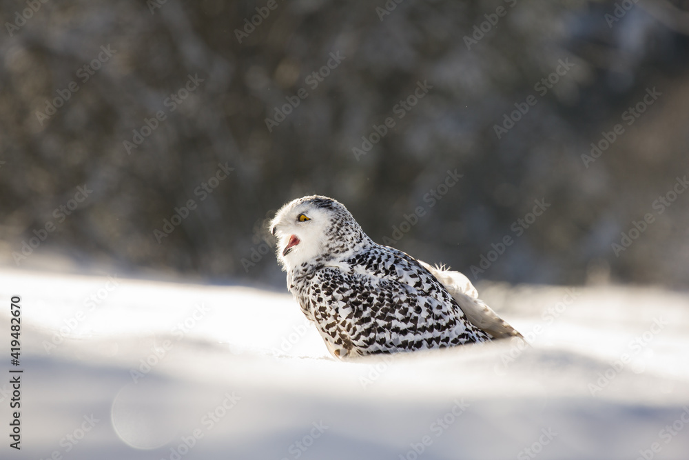 The snowy owl (Bubo scandiacus), also known as the polar owl, the white ...