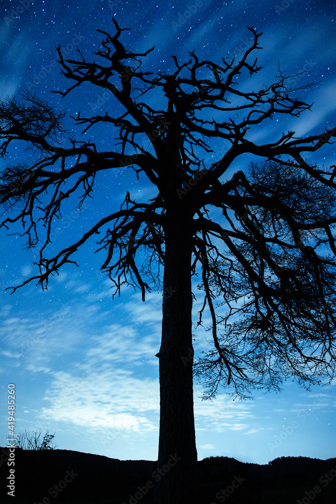From below scenery view of overgrown tree with wavy branches under blue ...