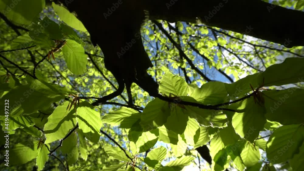 Green Tree Leaves with Sunlight in the Wind in Spring Forest Stock ビデオ ...