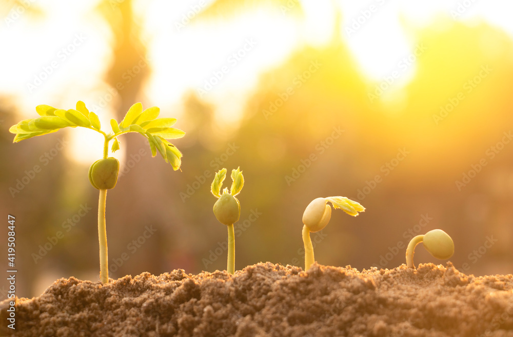 Seed plants are growing.They are growing step by step.One has root and ...