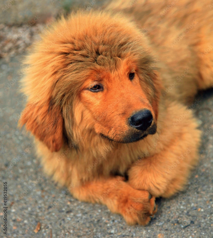 Cute red dog (tibetan mastiff) puppy - happy closeup portrait. Red ...