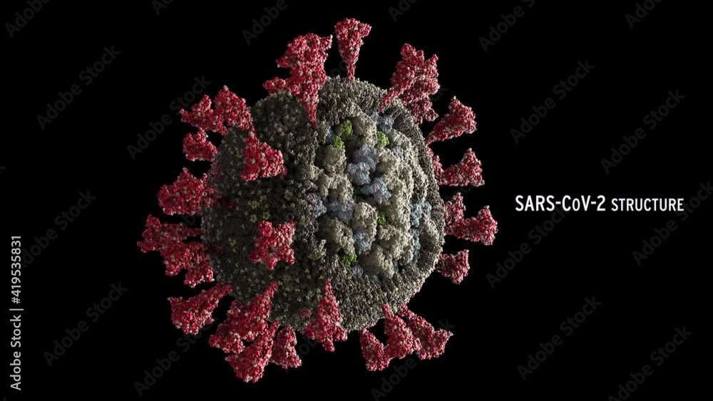 Realistic coronavirus scientifically accurate 3D model. Structure of ...