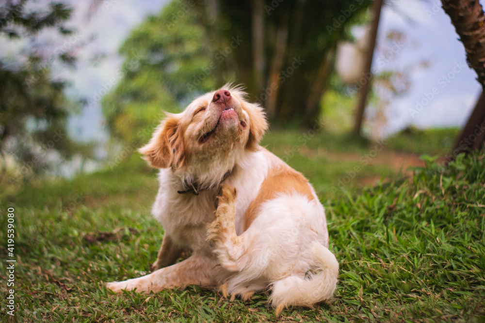 Perro rascándose con cara graciosa Stock Photo | Adobe Stock