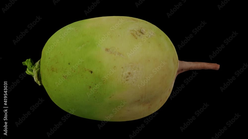 Realistic render of a rolling Watermelon Radish (Roosehearth, Red ...