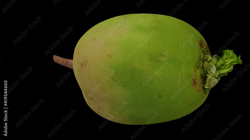 Realistic render of a rotating Watermelon Radish (Roosehearth, Red ...