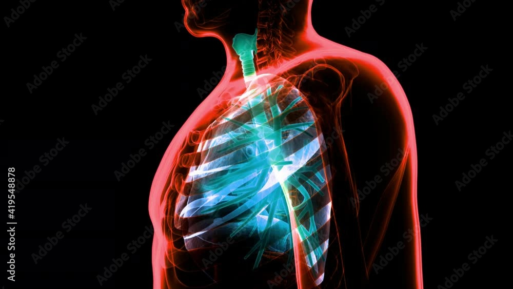 Human Respiratory System Lungs Anatomy Animation Concept Stock Video ...